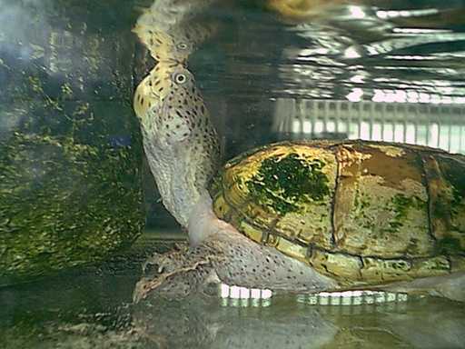 Tim Reese's Home Page